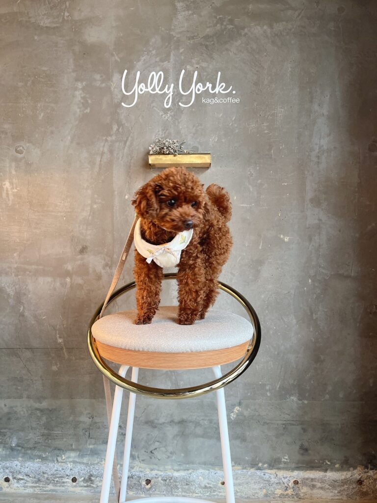 もこ日記 ベーグルと家具のお店 YOLLY YORK. KAG&COFFEE | ロードバイクはやめられない
